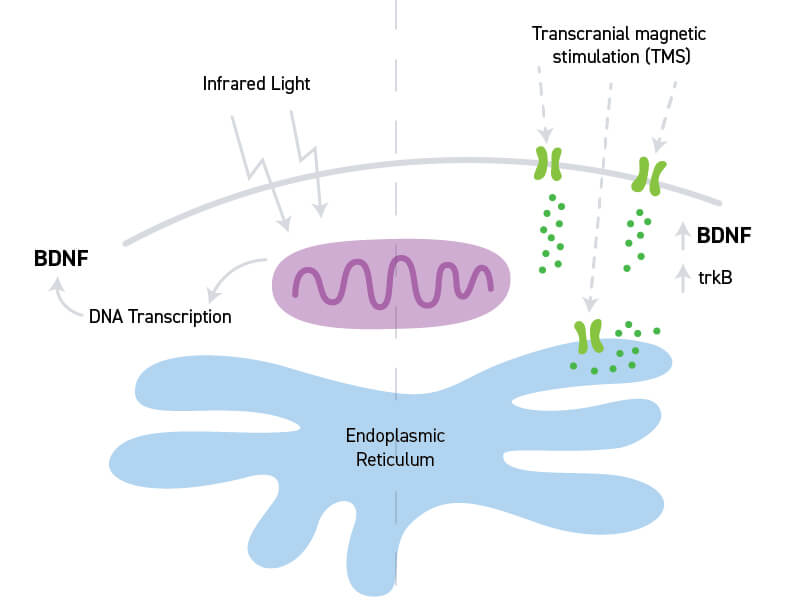 Exomind | Neuro-Luminance Brain Health Center
